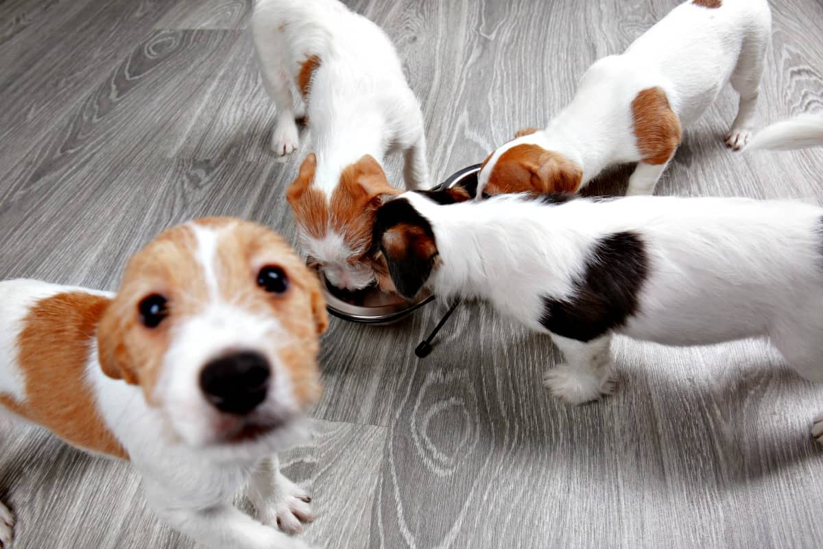 Puppy Food Comparison Charts & Info. Puppy Food Comparison Charts & Info.