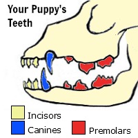 Puppy Teeth Information - An Owner's Guide