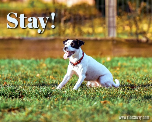 Training Your Dog To Stay - Step by Step Guide