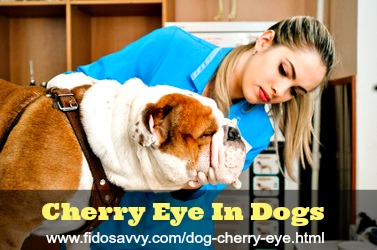 Cherry Eye In Dogs